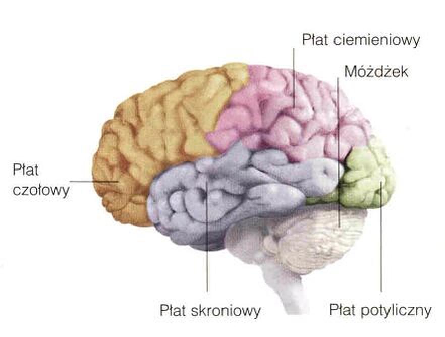 Wstęp do kognitywistyki - Funkcjonalna budowa mózgu