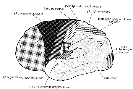 Wstęp do kognitywistyki - Funkcjonalna budowa mózgu